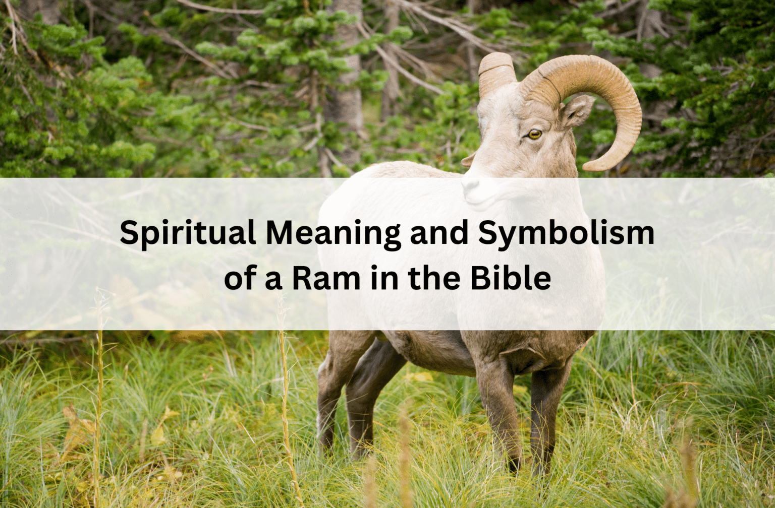 Spiritual Meaning and Symbolism of a Ram in the Bible